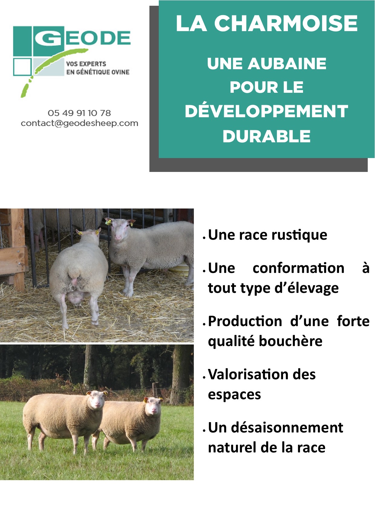 Charmoise / Race Bouchère - race de mouton - Geode