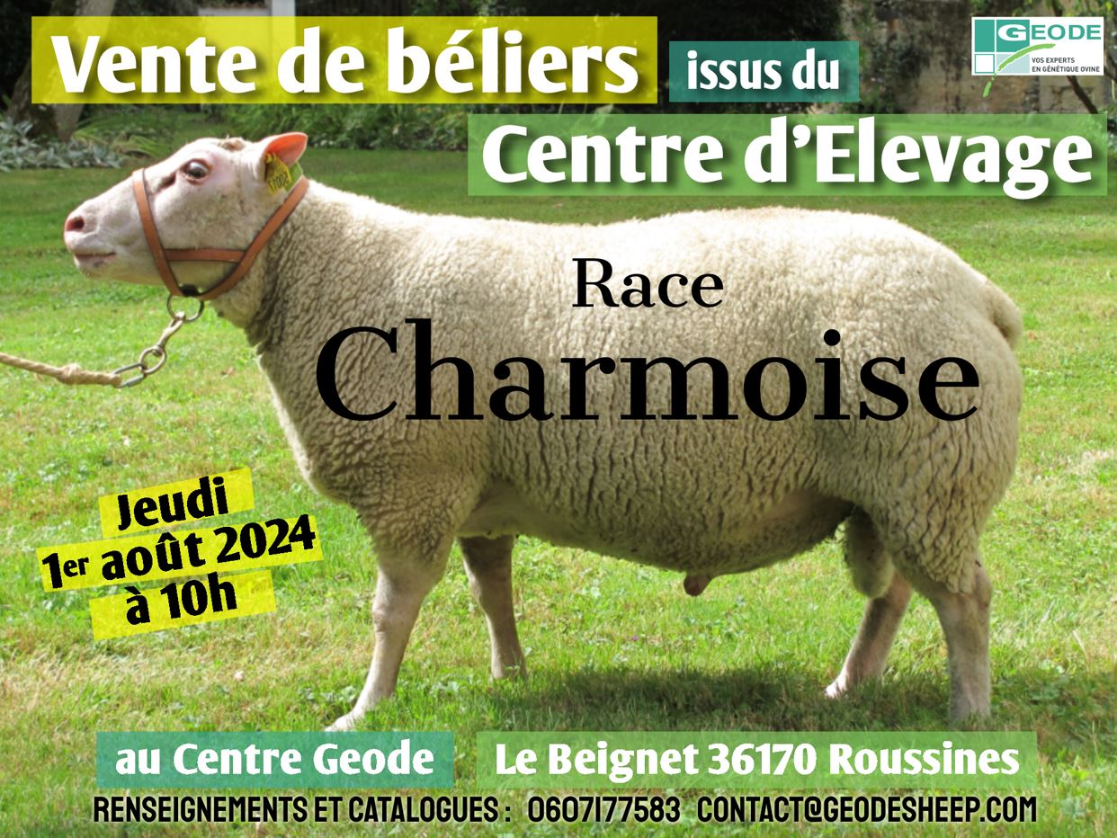Charmoise / Race Bouchère - race de mouton - Geode