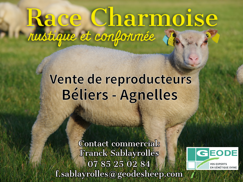 Charmoise / Race Bouchère - race de mouton - Geode