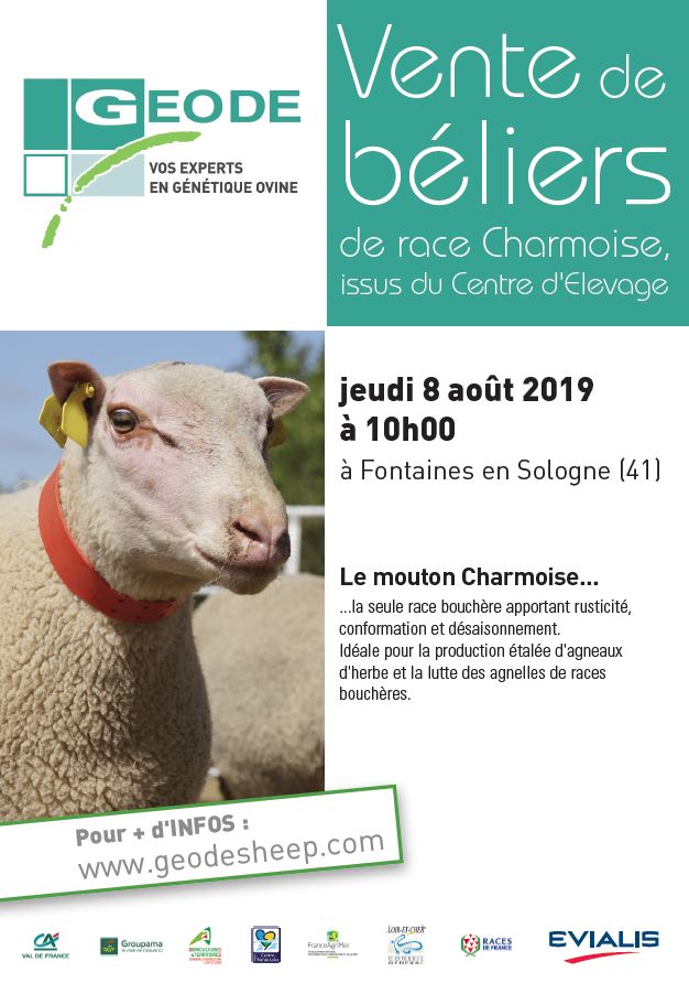 Charmoise / Race Bouchère - race de mouton - Geode