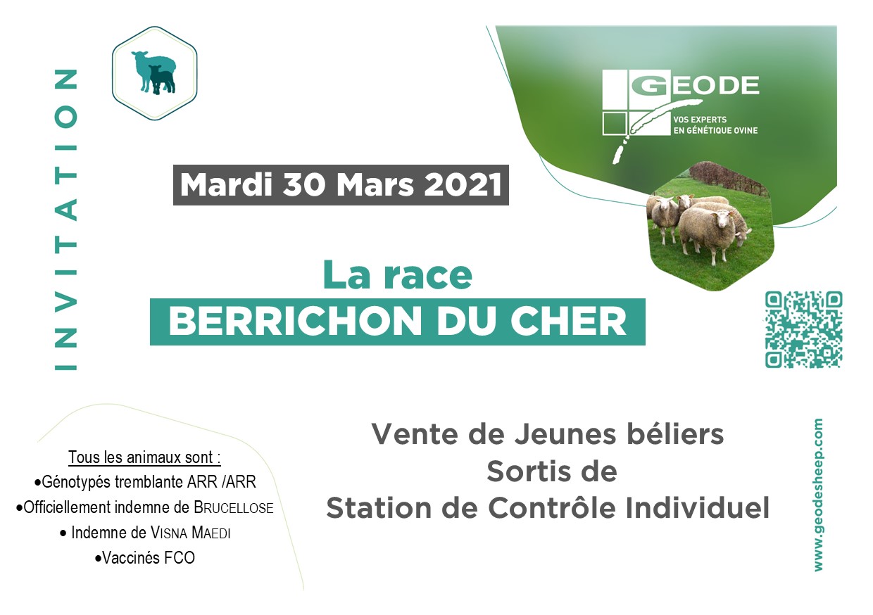 Berrichon du Cher / Race Bouchère - race de mouton - Geode