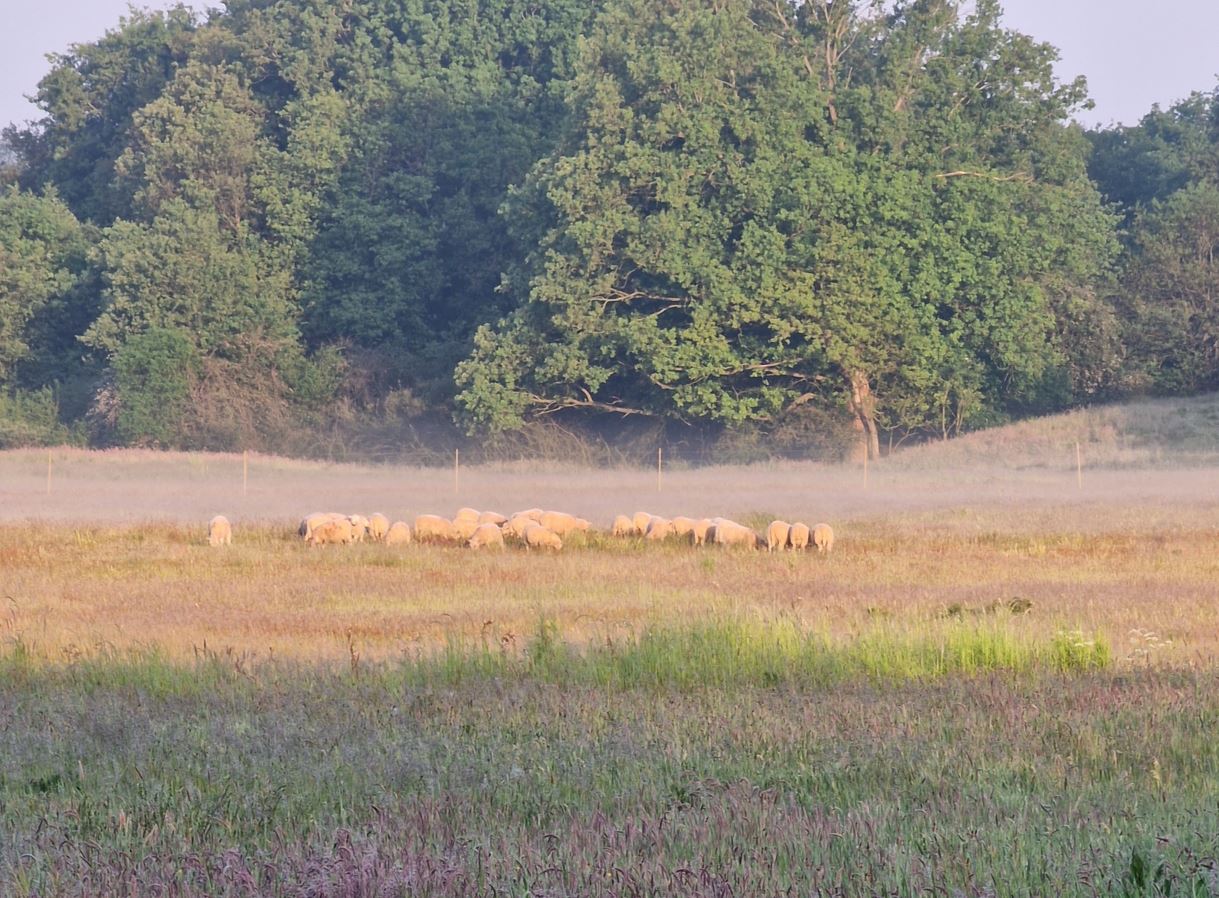 Charmoise / Race Bouchère - race de mouton - Geode
