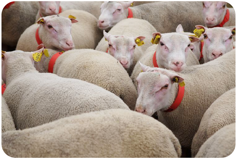 Conseil Administration coopérative ovine - représentants de race ovine ...