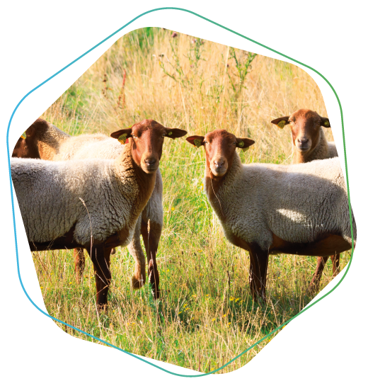 Conseil Administration coopérative ovine - représentants de race ovine ...