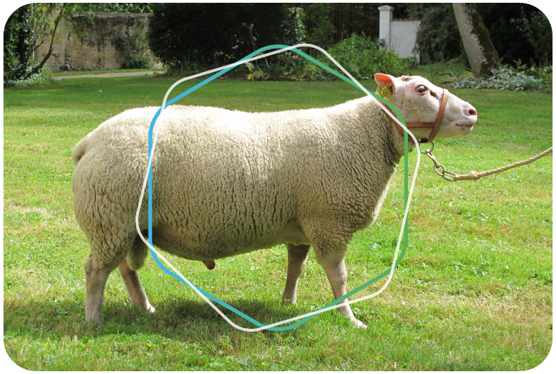 Mouton à vendre, achat et vente de mouton - Geode