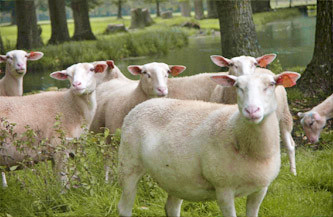 Berrichon de l'Indre / Race Locale- race de mouton - Geode