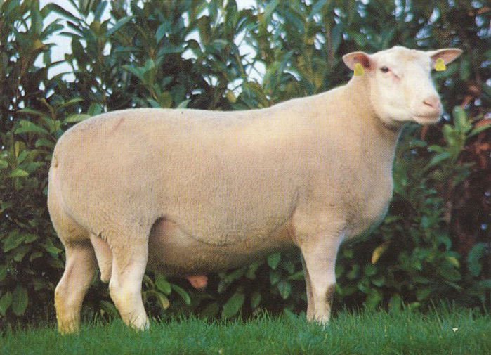 Berrichon du Cher / Race Bouchère - race de mouton - Geode