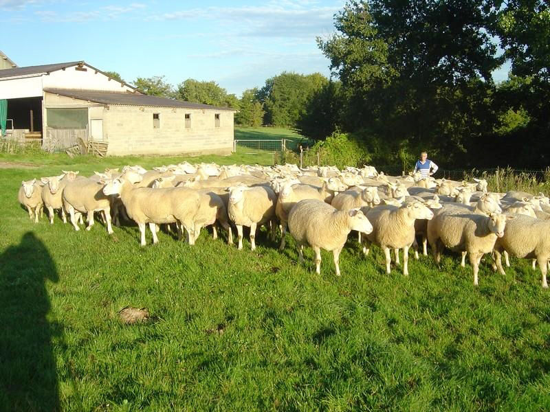 Berrichon du Cher / Race Bouchère - race de mouton - Geode