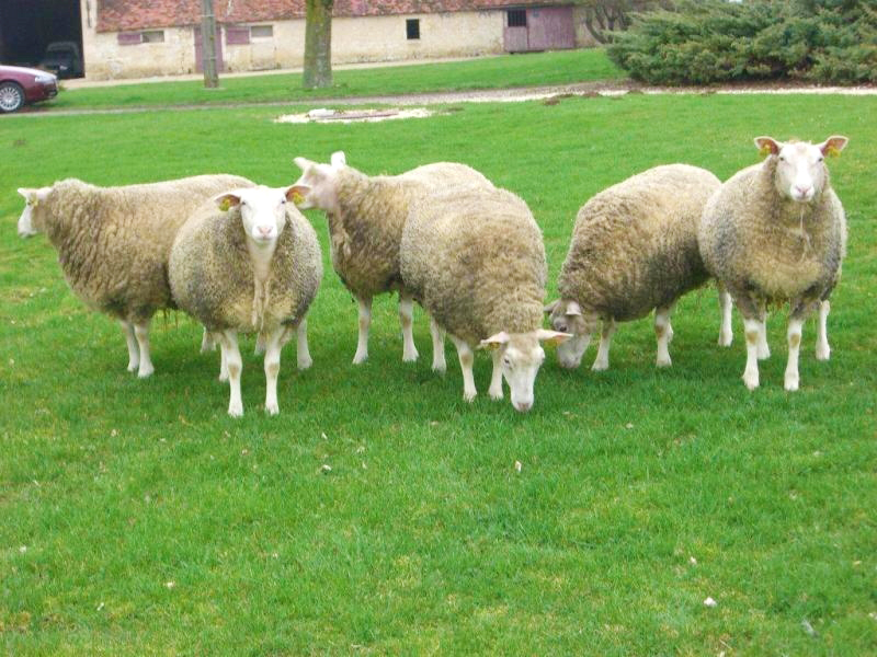 Berrichon du Cher / Race Bouchère - race de mouton - Geode