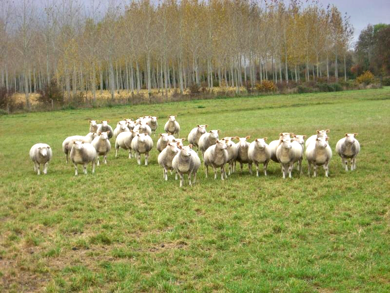 Berrichon du Cher / Race Bouchère - race de mouton - Geode