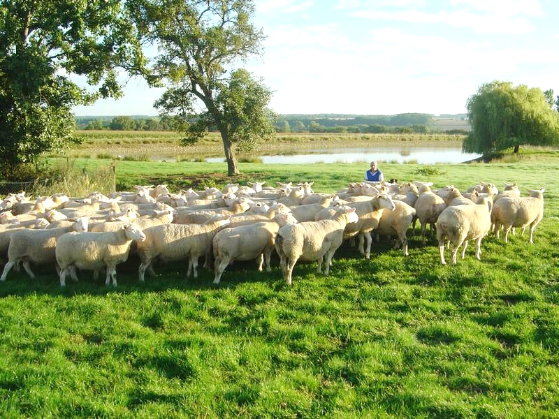 Berrichon du Cher / Race Bouchère - race de mouton - Geode