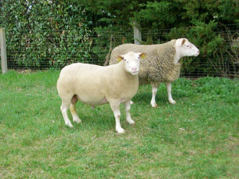 Berrichon du Cher / Race Bouchère - race de mouton - Geode
