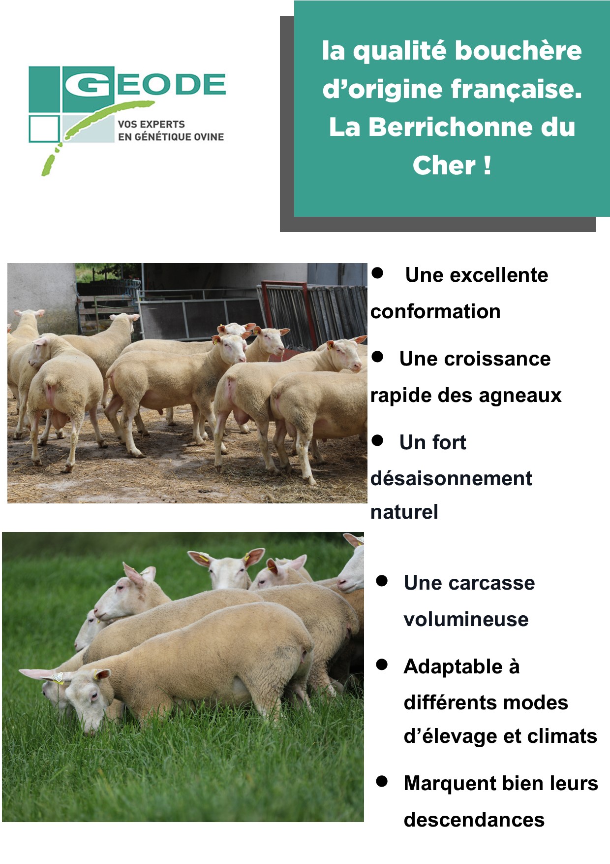 Berrichon du Cher / Race Bouchère - race de mouton - Geode