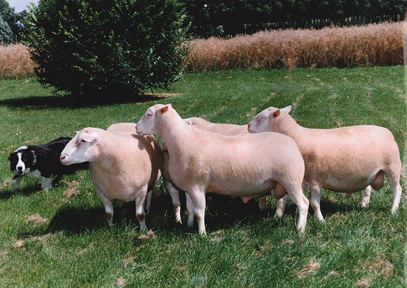 Berrichon du Cher / Race Bouchère - race de mouton - Geode