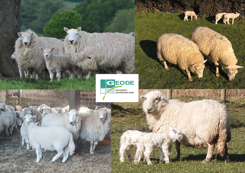 Charmoise / Race Bouchère - race de mouton - Geode