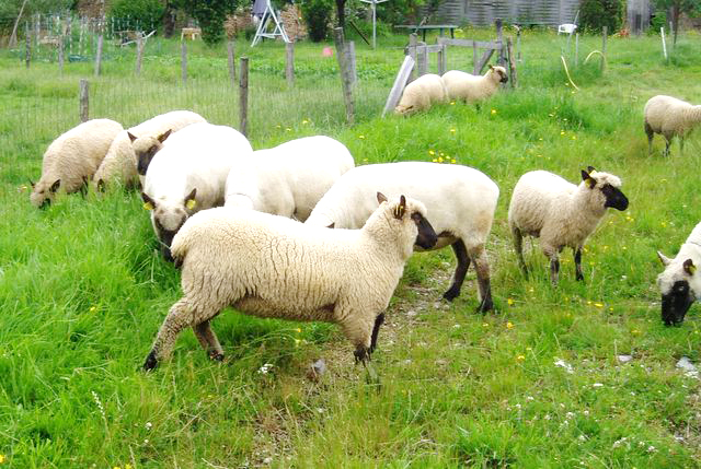 Clun Forest / Beef Breed - breed of sheep - Geode UK