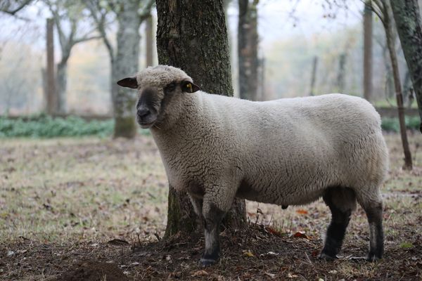 Dorset Down / Race Bouchère - race de mouton - Geode