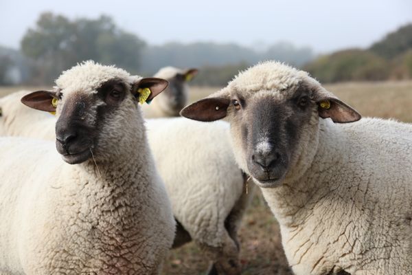 Dorset Down / Race Bouchère - race de mouton - Geode