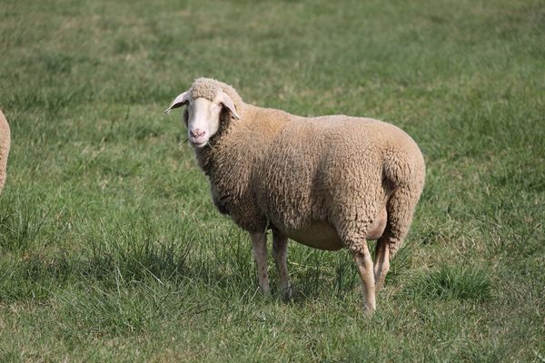 Est à Laine Mérinos / Race Locale - race de mouton - Geode