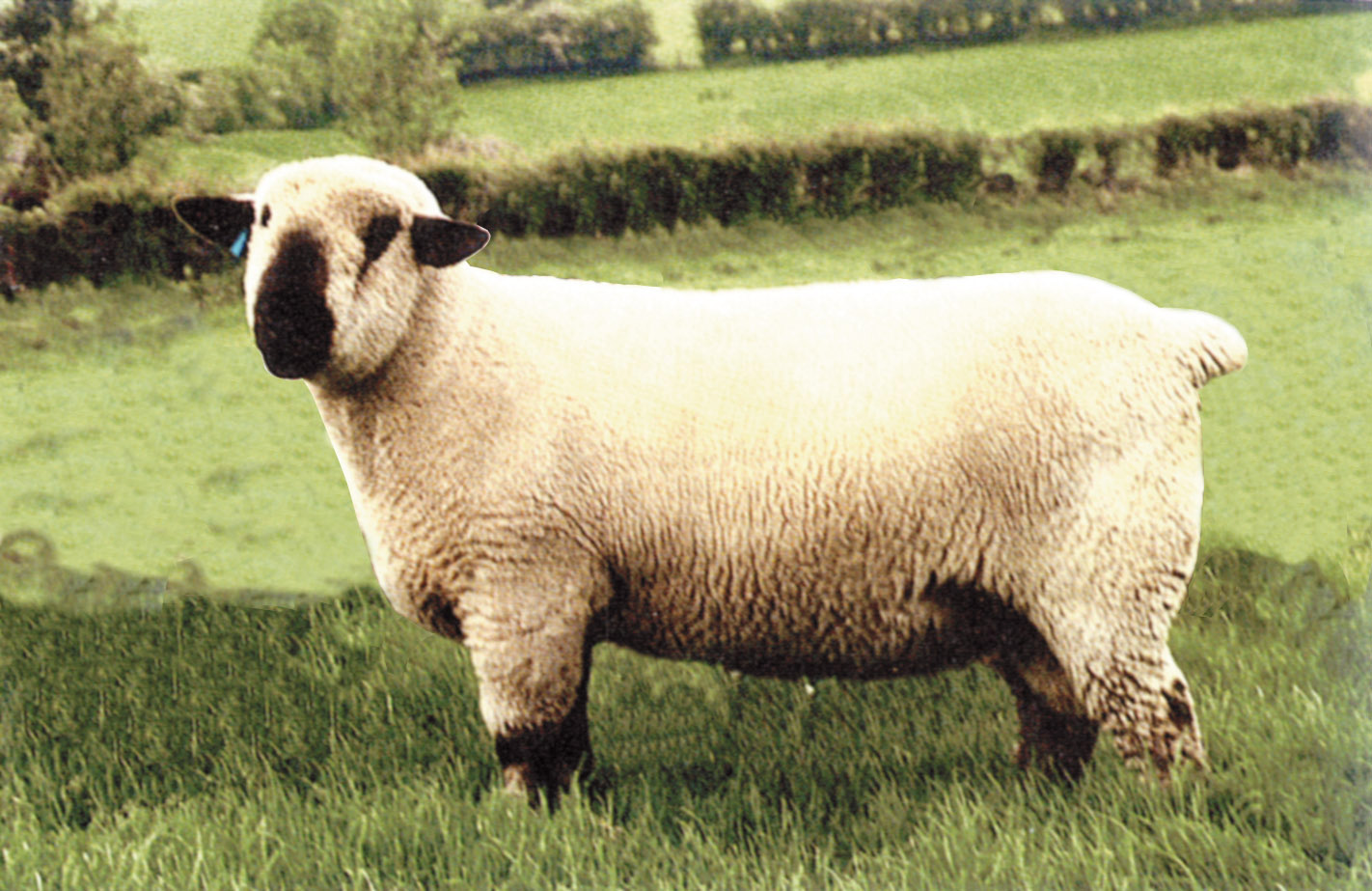 Hampshire / Race Bouchère - race de mouton - Geode