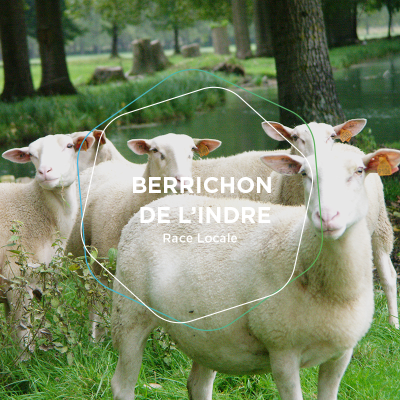 Organisme de sélection - Reproduction ovine et brebis - Geode