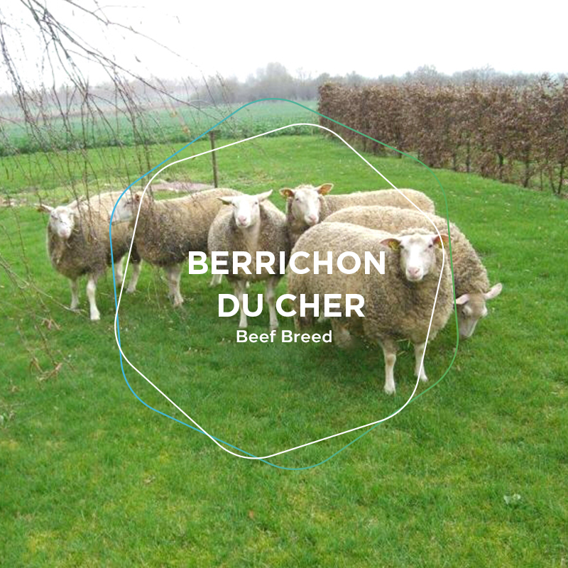 Berrichon du Cher / Beef breed - sheep breed - Geode UK