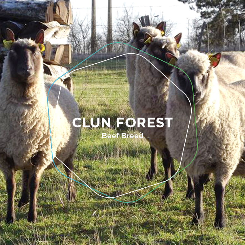 Clun Forest / Beef Breed - breed of sheep - Geode UK