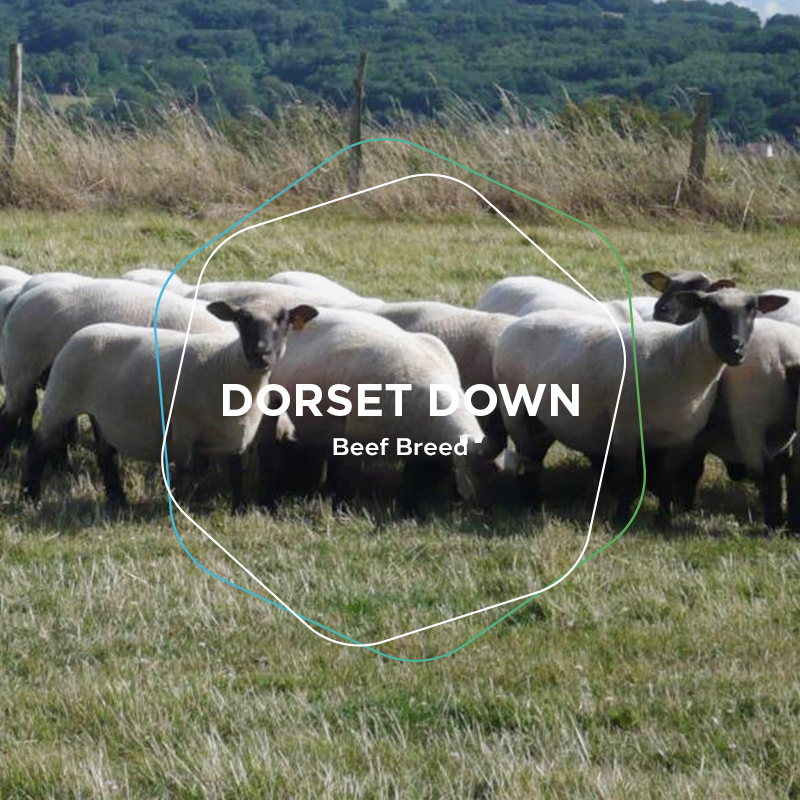 Dorset Down / Beef Breed - sheep breed - Geode UK