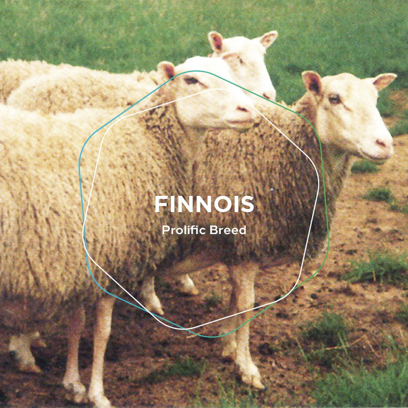 Finnois / Prolific Breed - breed of sheep - Geode UK