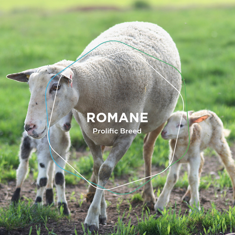 Romane /Prolific Breed - breed of sheep - Geode UK