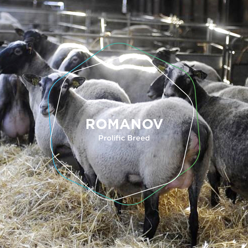Romanov / Prolific Breed - breed of sheep - Geode UK