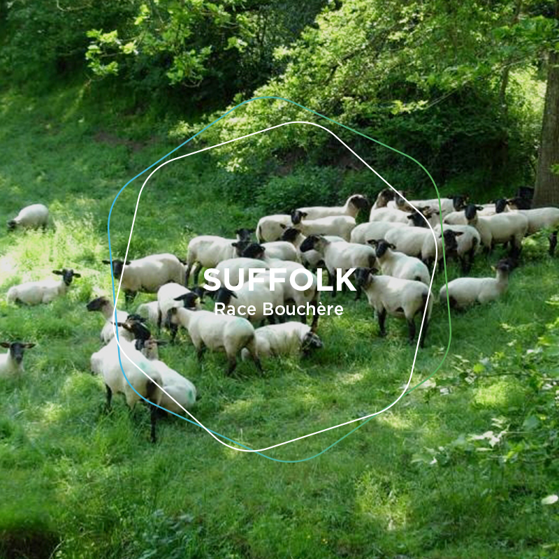 Suffolk/ Race Bouchère - race de mouton - Geode