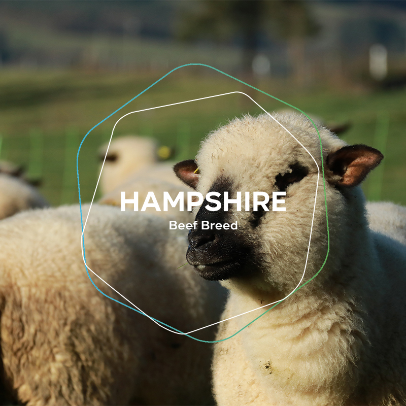 Hampshire / beef breed - sheep breed - Geode UK