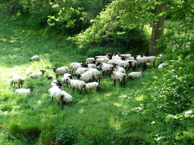 Suffolk/ Race Bouchère - race de mouton - Geode