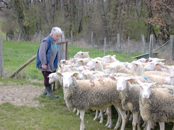 Berrichon de l'Indre / Race Locale- race de mouton - Geode