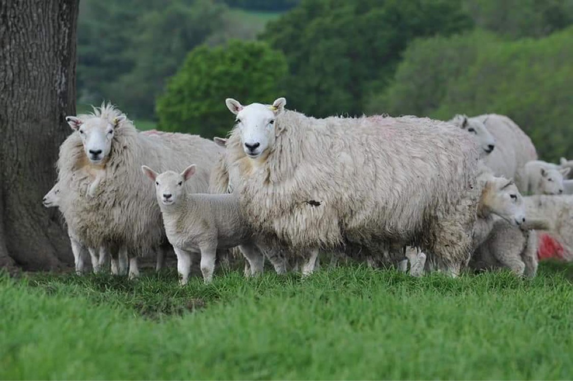 Charmoise / Race Bouchère - race de mouton - Geode