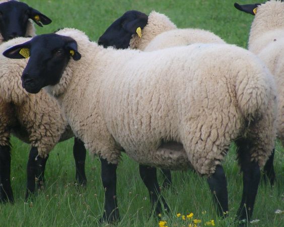 Suffolk/ Beef Breed - sheep breed - Geode UK